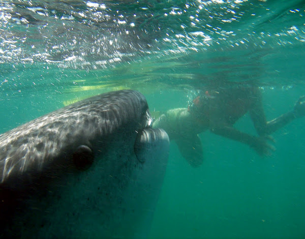 Whale Shark | Project Noah