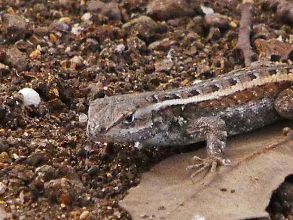 Texas Rose-bellied Lizard | Project Noah