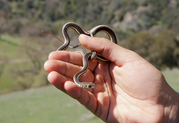 Whiptail Snake | Project Noah