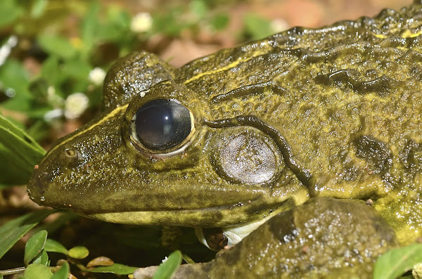 Indian bullfrog | Project Noah