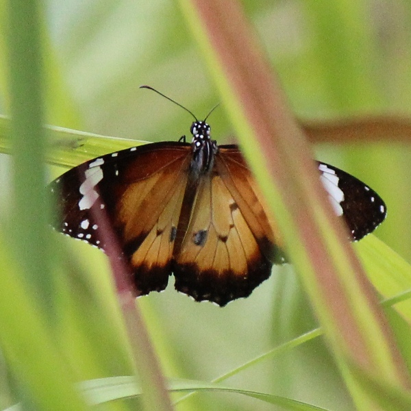 Lesser Wanderer Butterfly | Project Noah