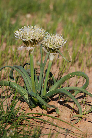 Israel Garlic | Project Noah