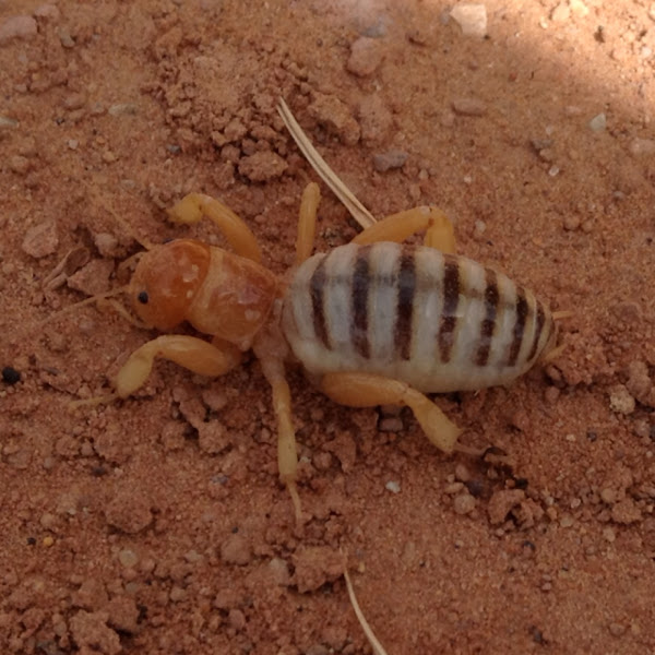Jerusalem Beetle/Cricket | Project Noah