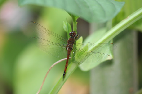 Unknown Dragonfly | Project Noah
