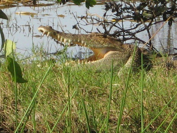 Salt Water Crocodile | Project Noah