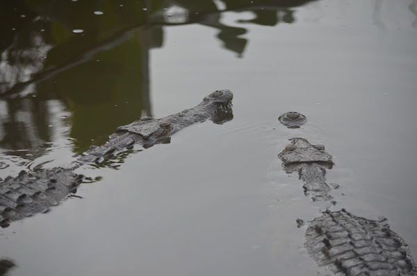 Crocodile courtship | Project Noah