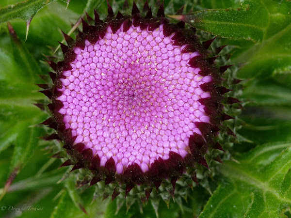 Japanese thistle | Project Noah