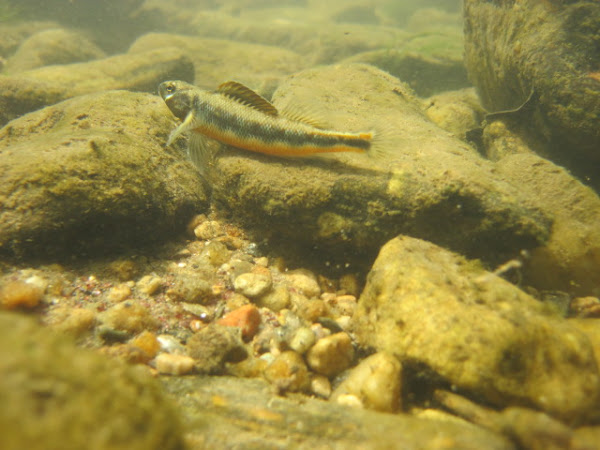 Gilt Darter | Project Noah