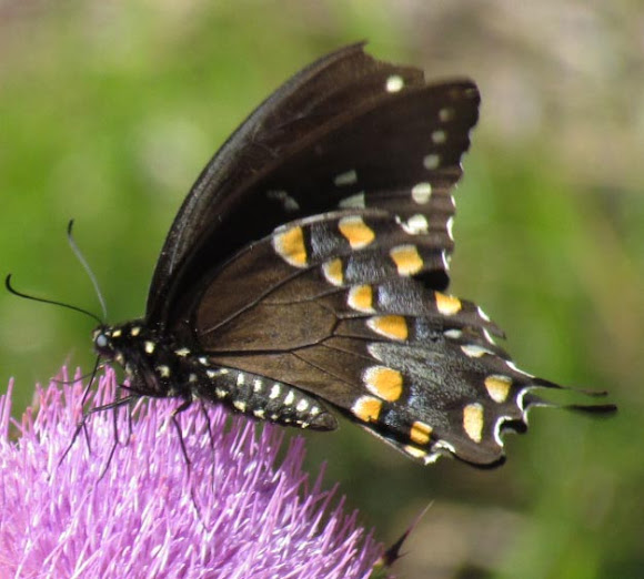 Eastern Black Swallowtail | Project Noah