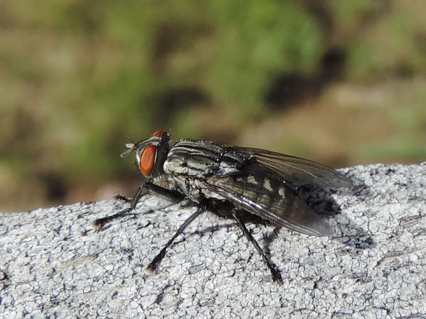 Flesh Fly | Project Noah