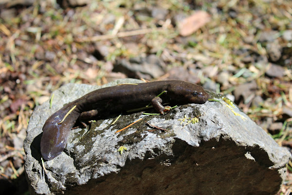 Pacific Giant Salamander | Project Noah