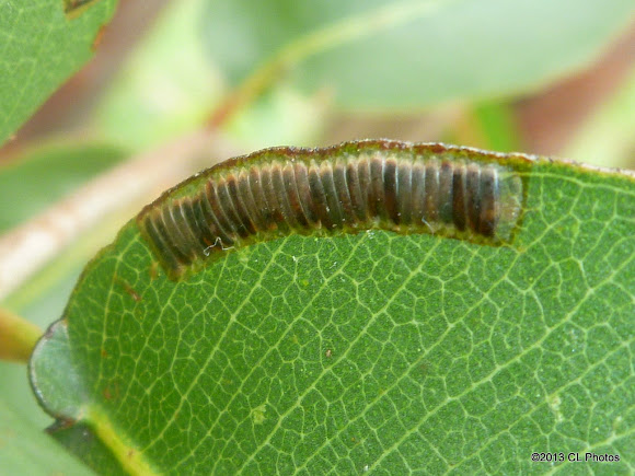 Sawfly Eggs and Larvae | Project Noah