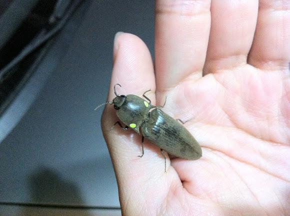 Cocuyo | Project Noah