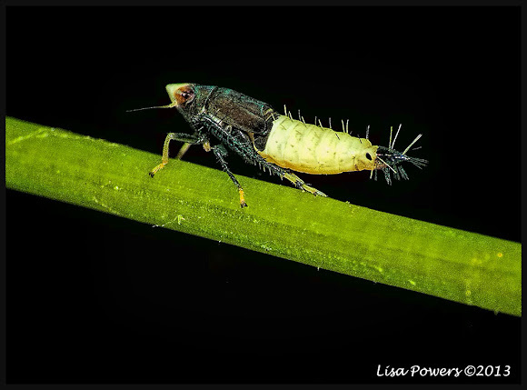 Leafhopper nymph | Project Noah