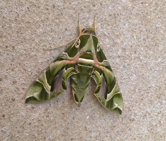 Oleander Hawk Moth | Project Noah