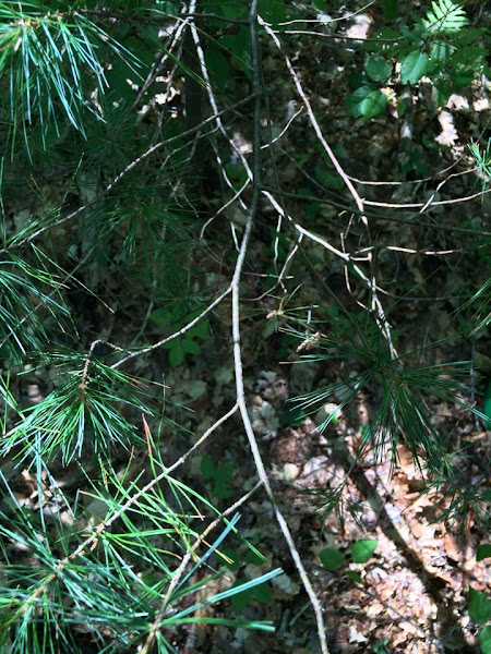 Eastern White Pine | Project Noah