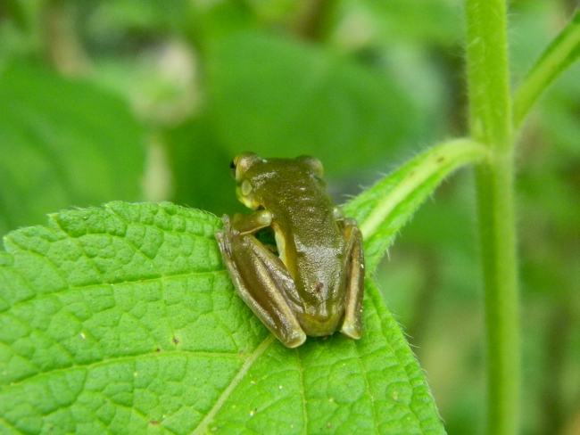 tree frog | Project Noah