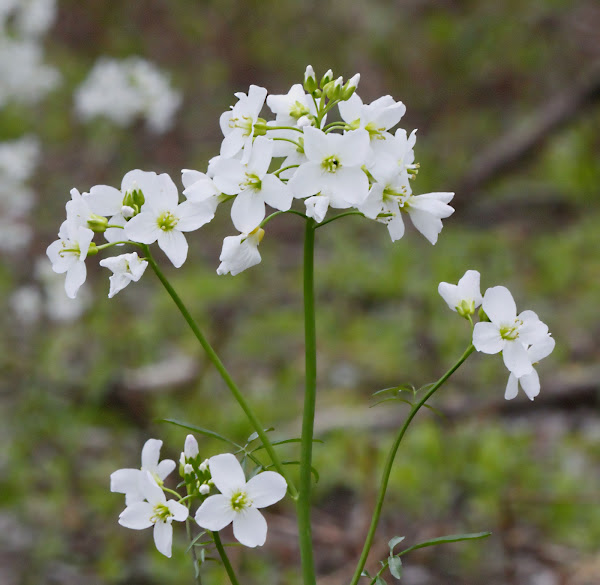 Cuckoo Flower or Lady's Smock | Project Noah