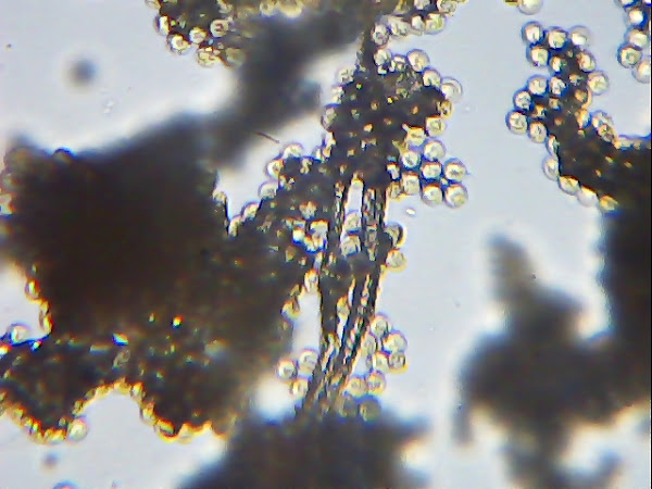 groening's slime or wolf's milk spores | Project Noah