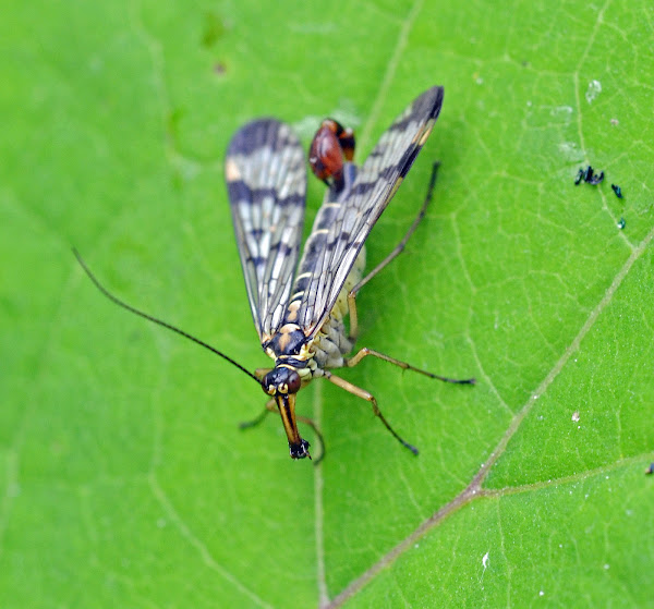 Common scorpionfly (male) | Project Noah