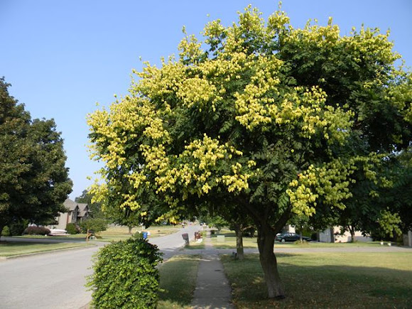 golden rain tree | Project Noah