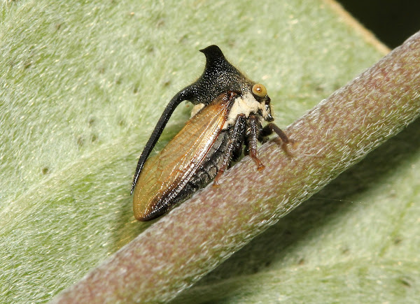Treehopper | Project Noah