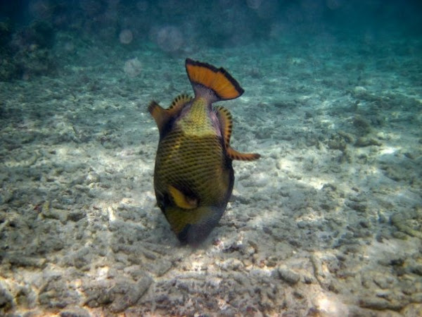 Titan Triggerfish | Project Noah