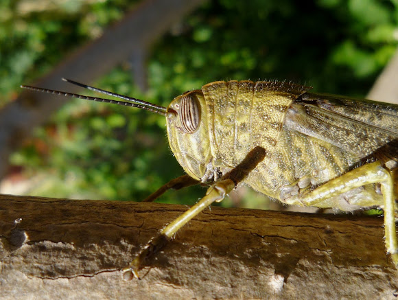 Saltamontes o langosta | Project Noah
