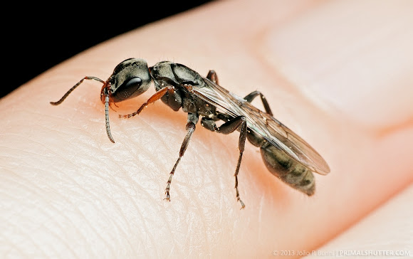 Alate ant | Project Noah