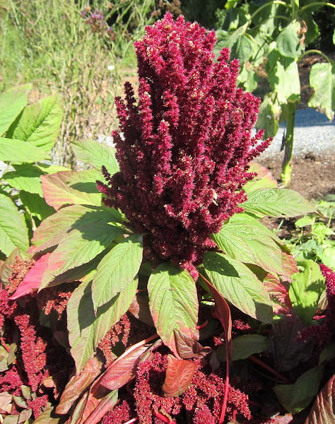 Red Amaranth | Project Noah