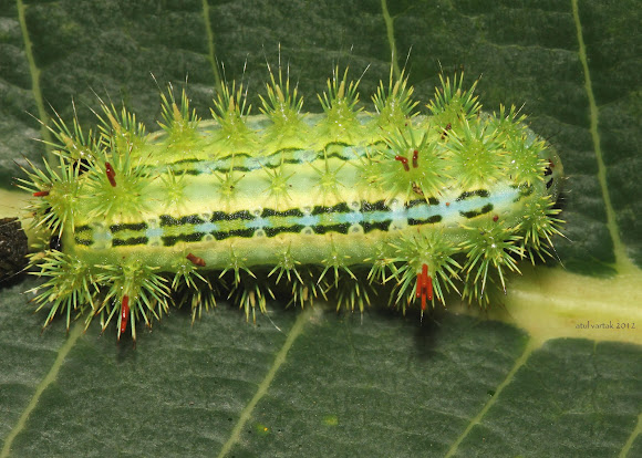 Blue Striped Nettle Grub | Project Noah