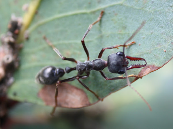 Inchman (Bulldog-ant) | Project Noah
