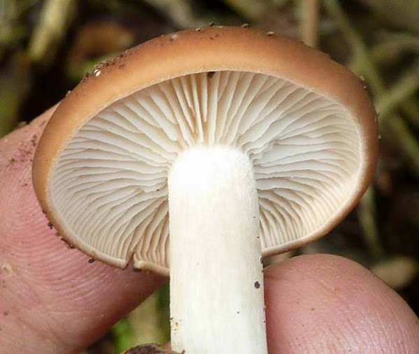 Hongo | Project Noah