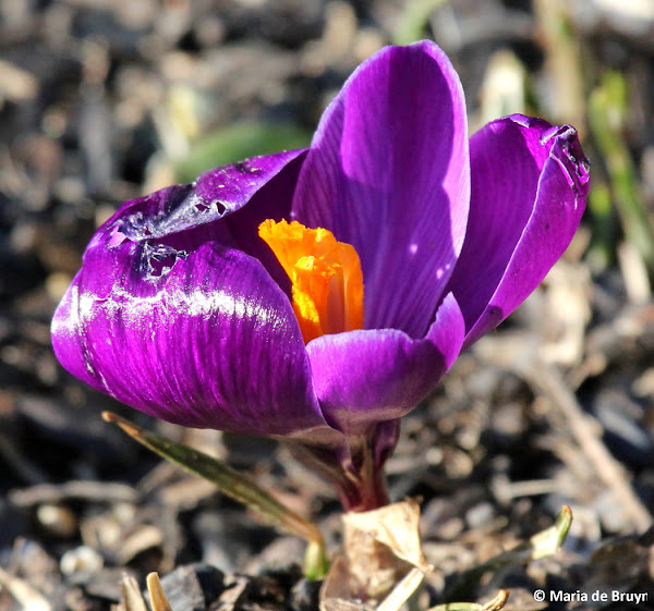 Crocus | Project Noah