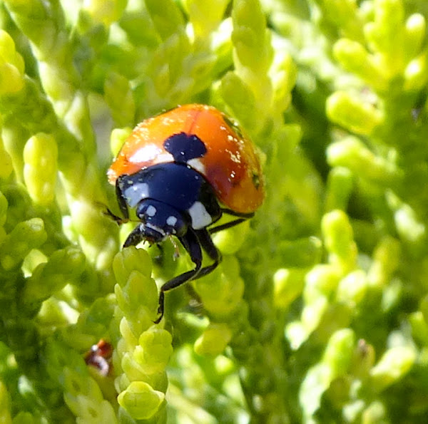 Seven Spotted Lady Bug | Project Noah