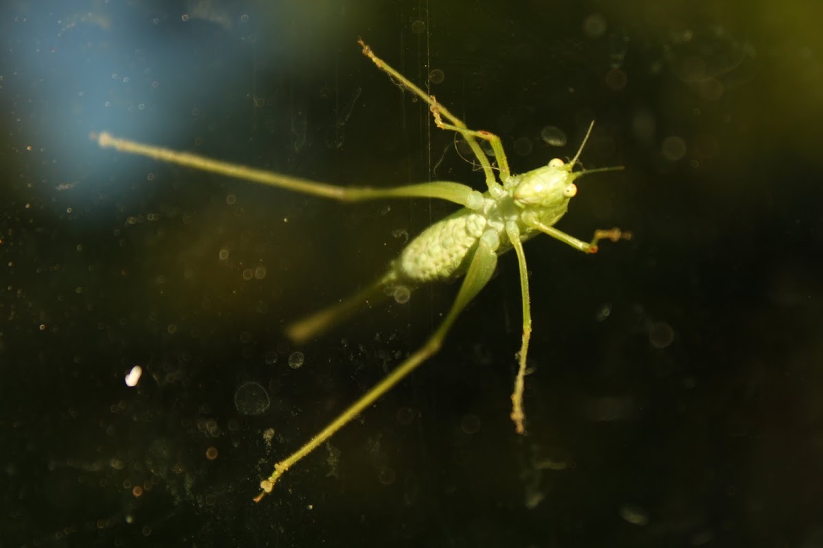 Common garden katydid | Project Noah