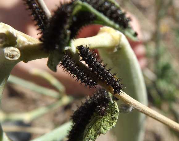 Painted Lady Caterpillars | Project Noah