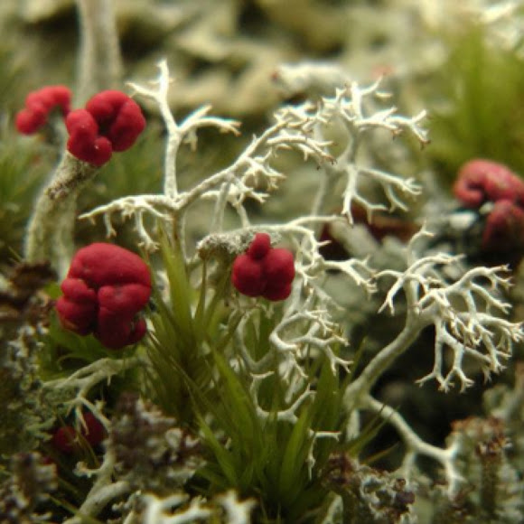 British Soldiers Lichen | Project Noah