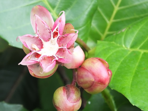 Simpoh Ayer | Project Noah