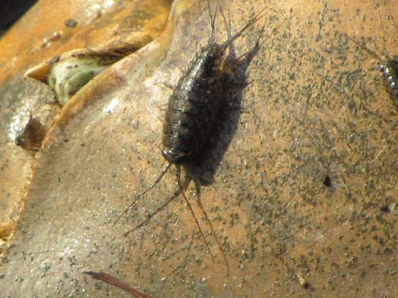 Rock slater | Project Noah