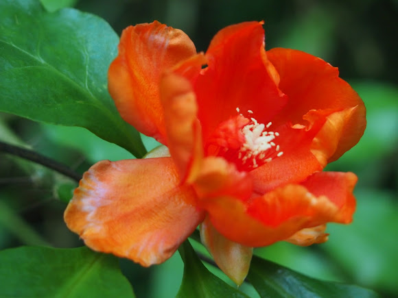 Rose cactus | Project Noah