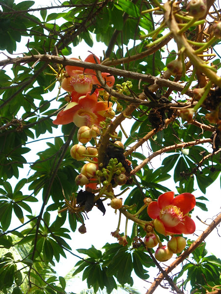 Nagalingam: buds & flowers | Project Noah