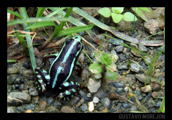 Anthony's Poison Arrow Frog | Project Noah