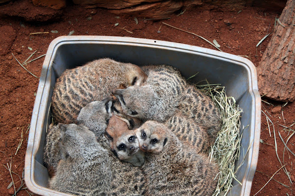 Meerkat | Project Noah