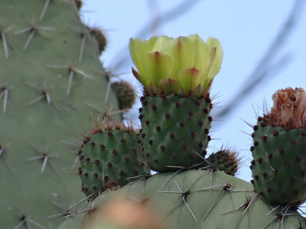 Opuntia Or Nopal | Project Noah
