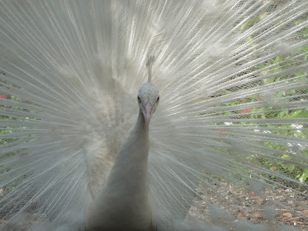 albino peacock | Project Noah