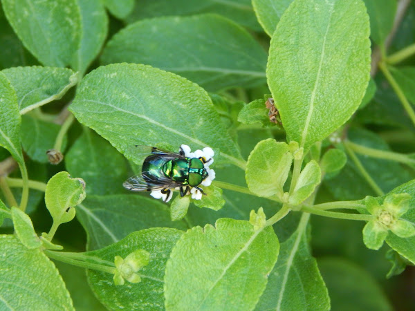 Green Hoverfly | Project Noah