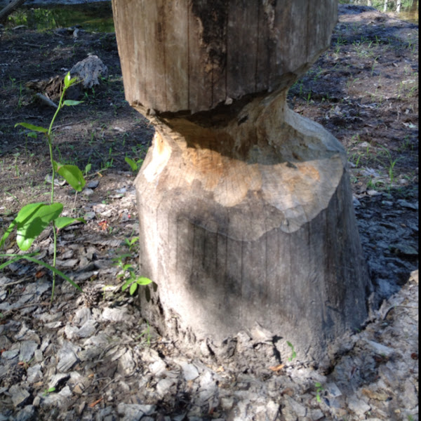 Beaver (Sign) | Project Noah