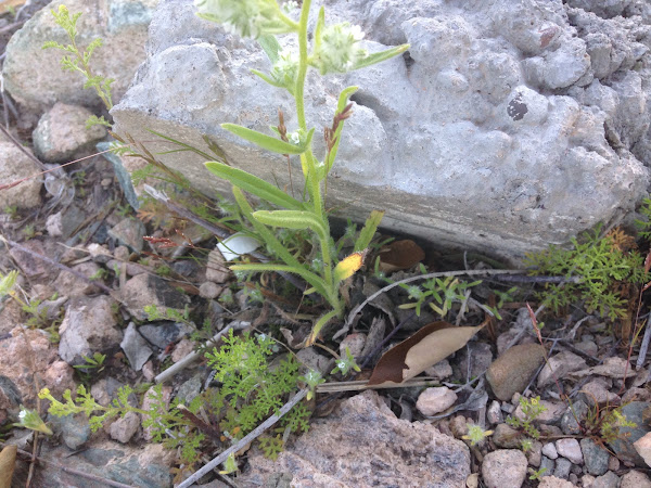 Arizona Popcorn Flower | Project Noah