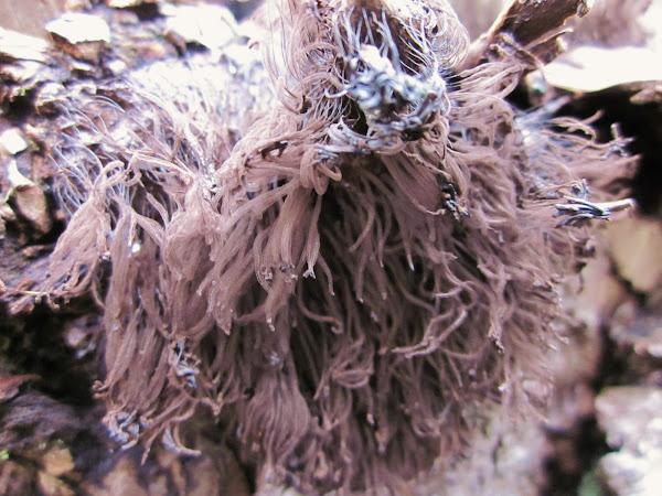 Chocolate tube slime mold (hairy stemonitis) | Project Noah